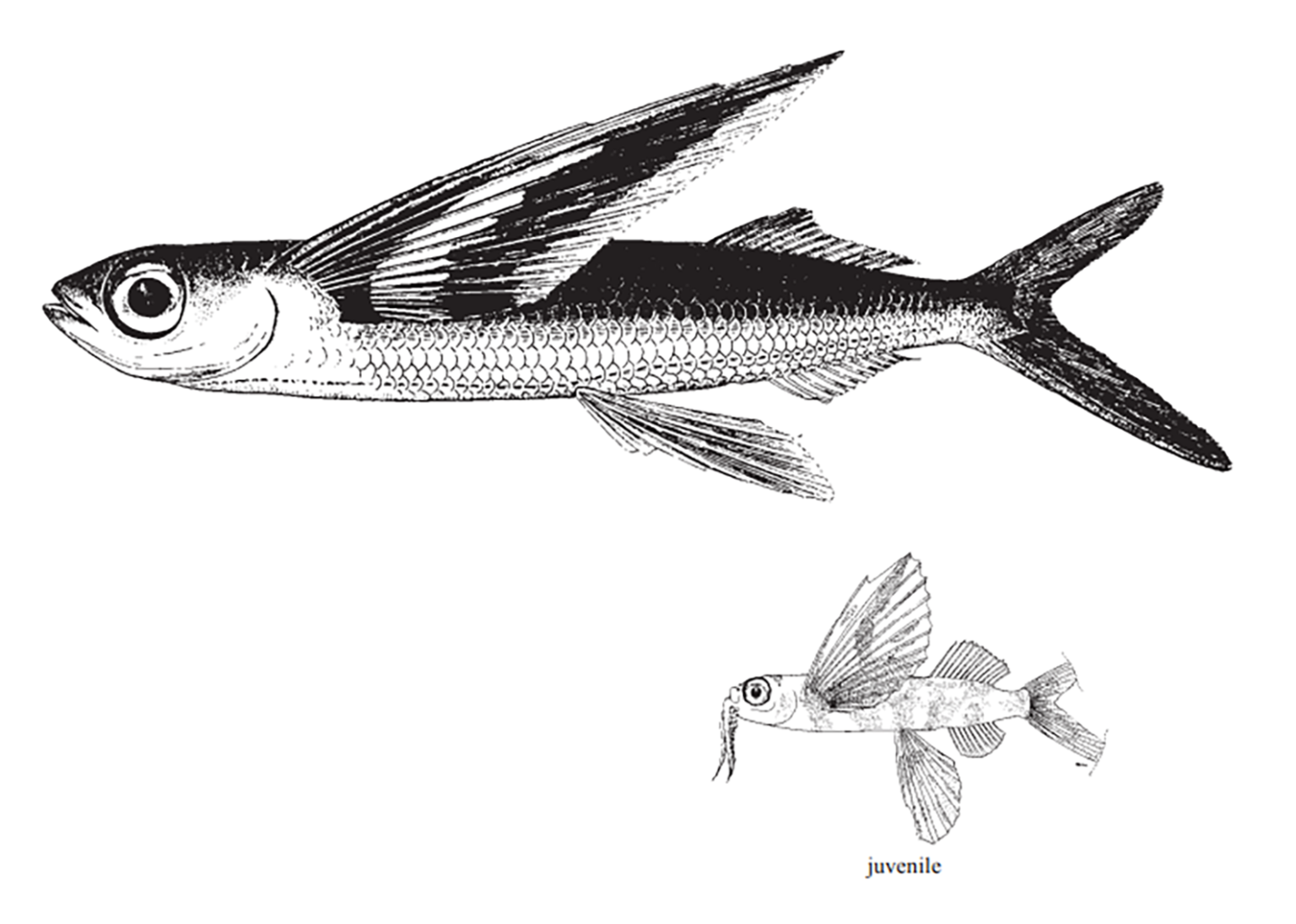 Cheilopogon furcatus » NCFishes.com