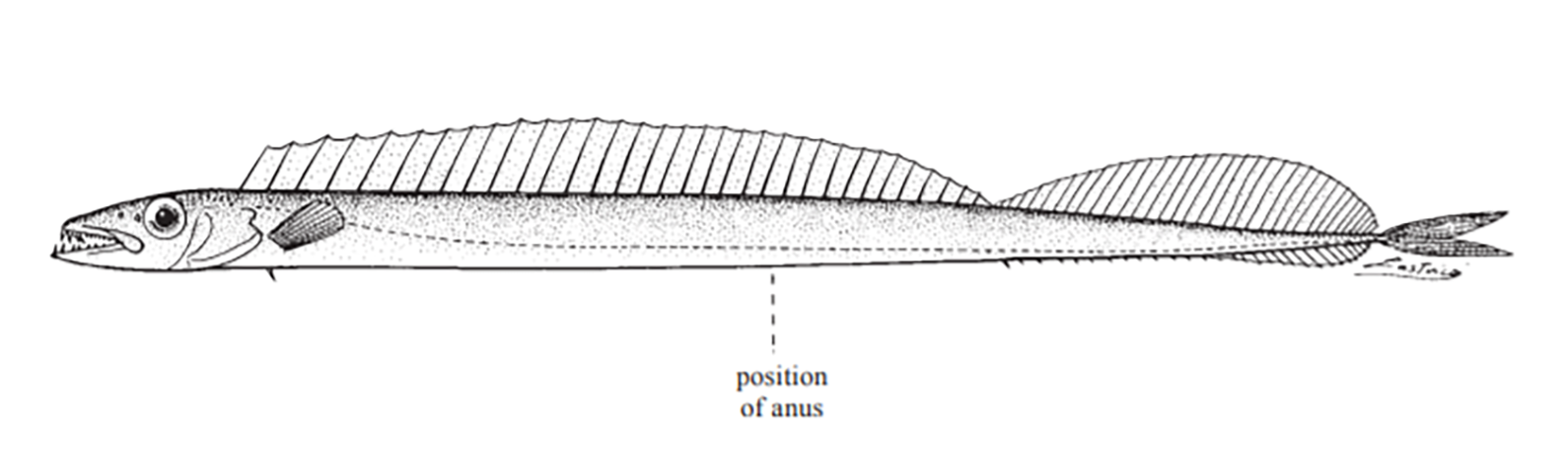 Diplospinus multistriatus » NCFishes.com