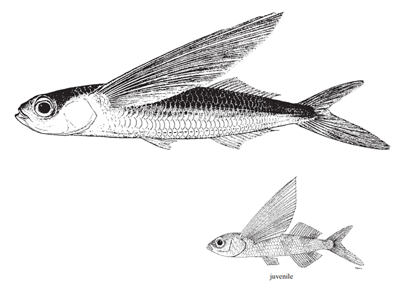 Exocoetus obtusirostris » NCFishes.com