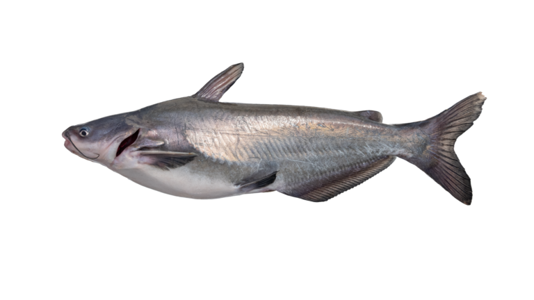 Ictalurus furcatus » NCFishes.com