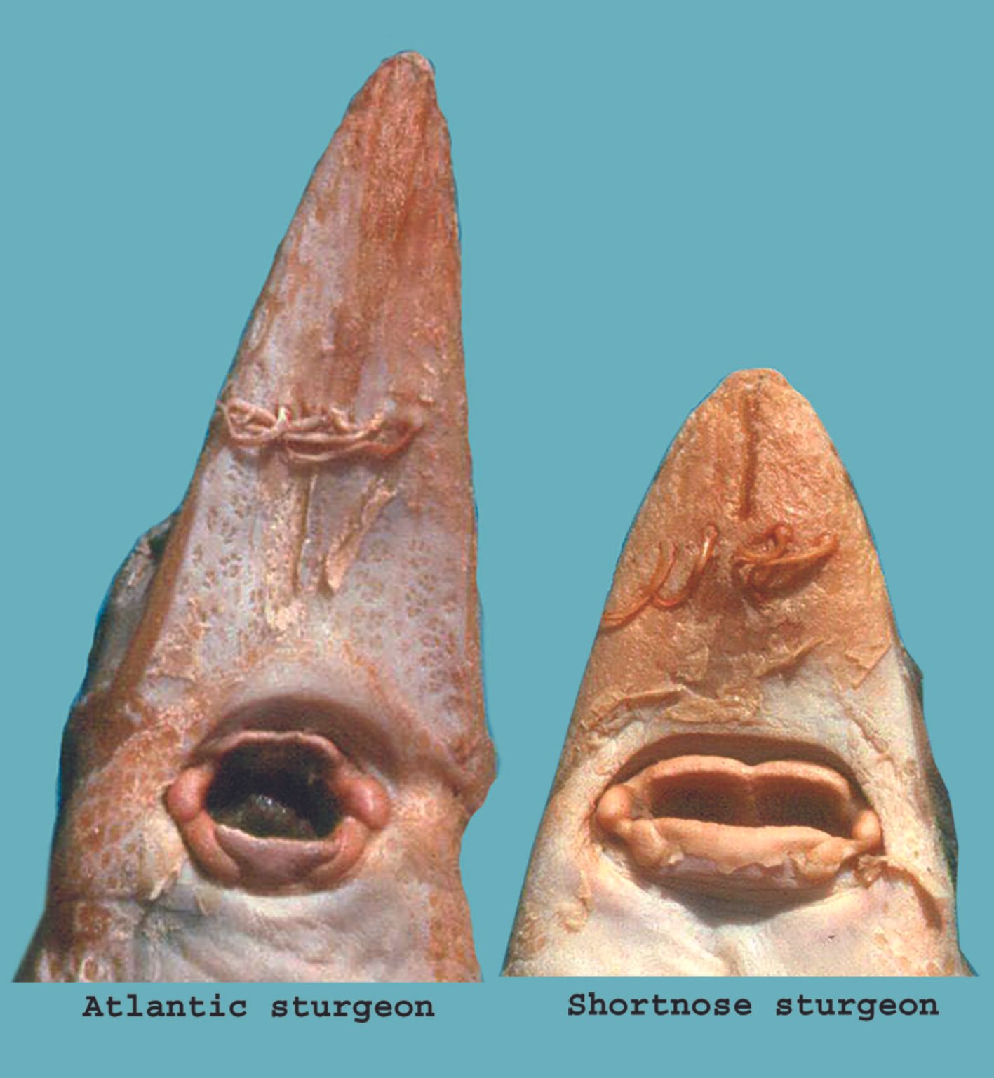 Acipenser brevirostrum » NCFishes.com