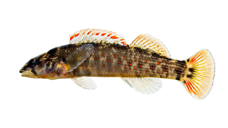 Nothonotus vulneratus » NCFishes.com