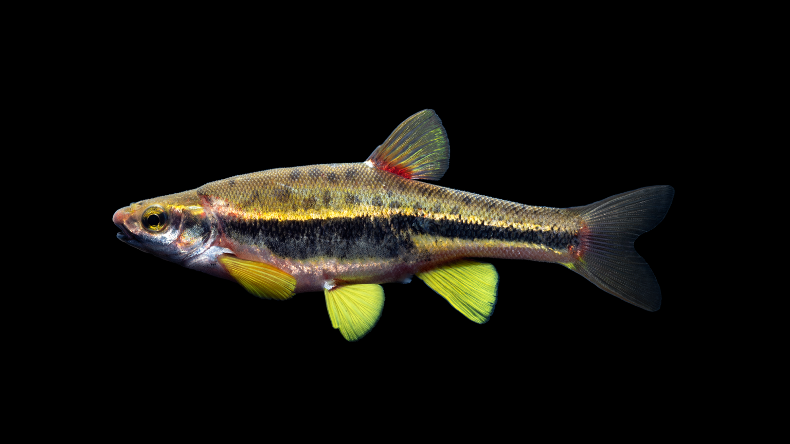 Chrosomus oreas » NCFishes.com