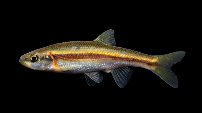 Clinostomus sp. "Smoky" Dace » NCFishes.com
