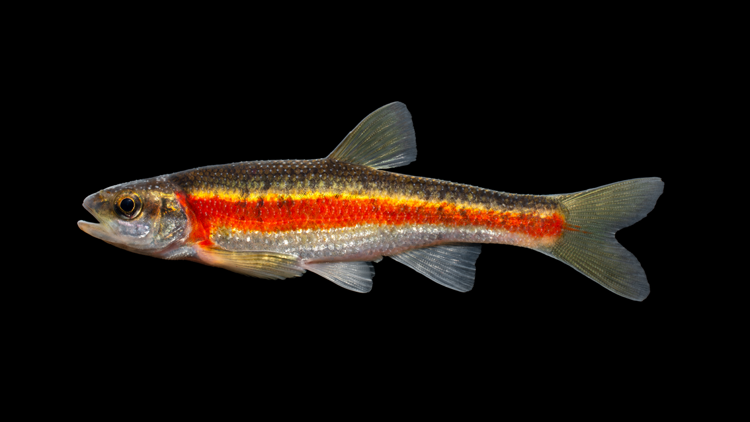 Clinostomus sp. "Smoky" Dace » NCFishes.com