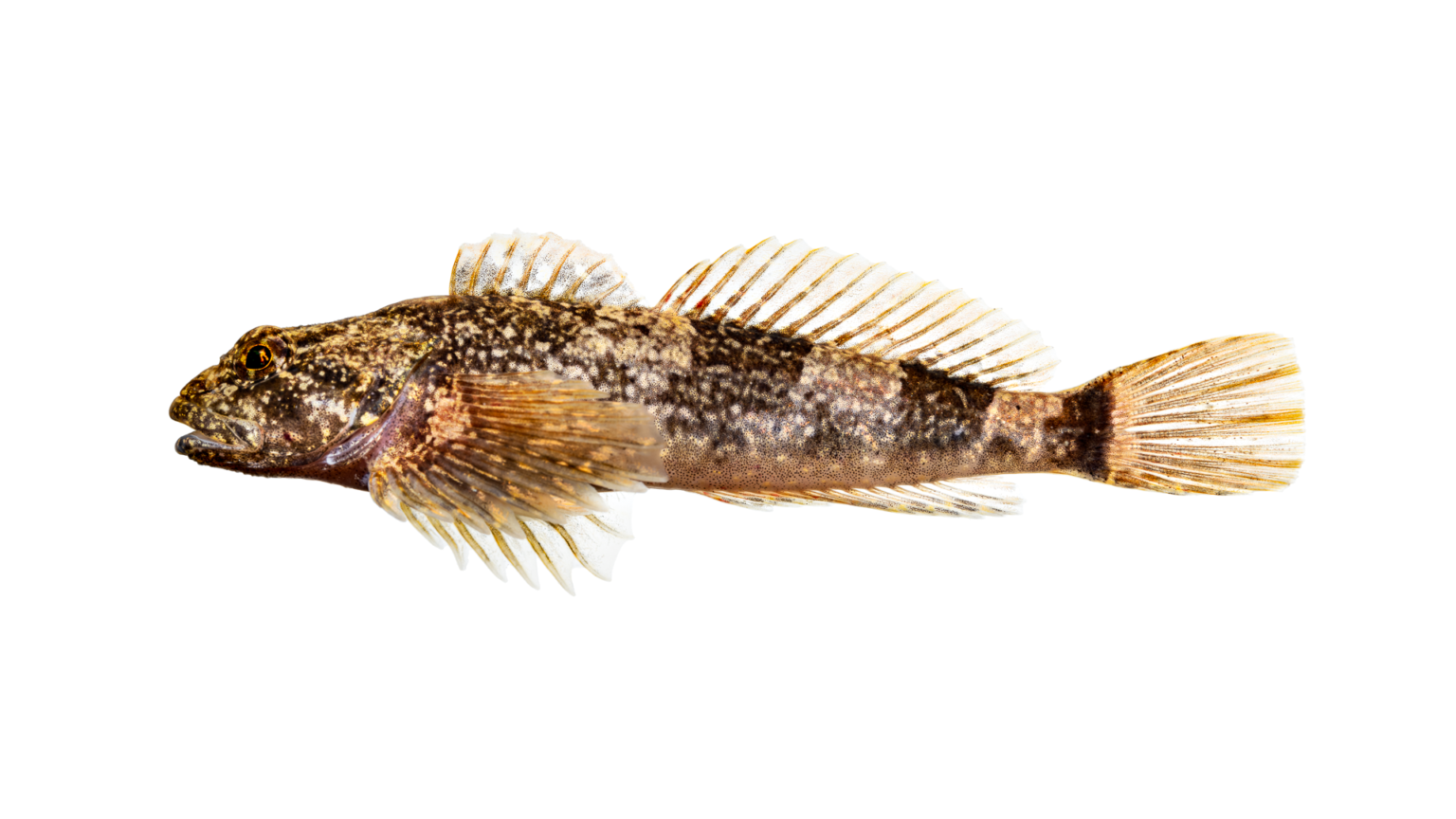Cottus bairdii » NCFishes.com