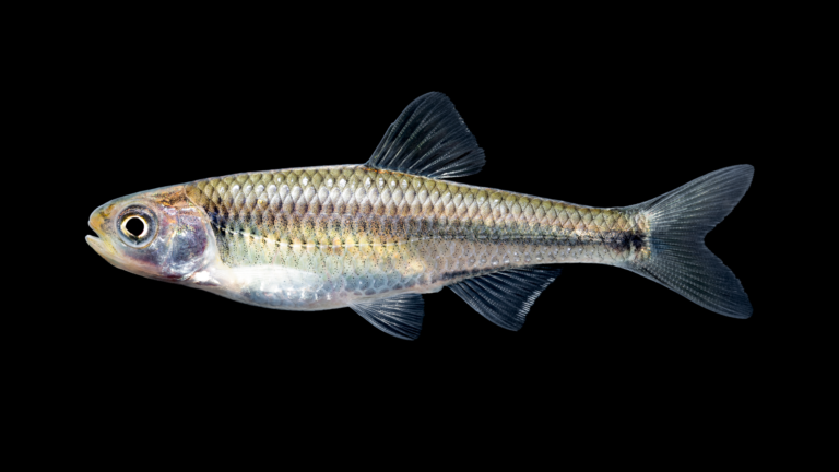 Cyprinella pyrrhomelas » NCFishes.com