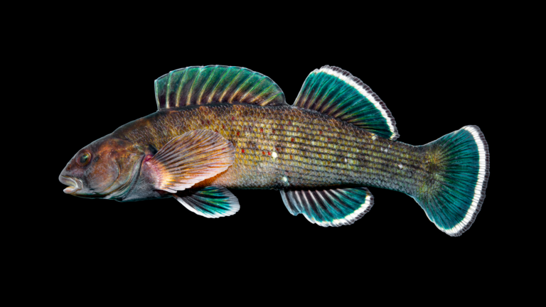 Nothonotus acuticeps » NCFishes.com