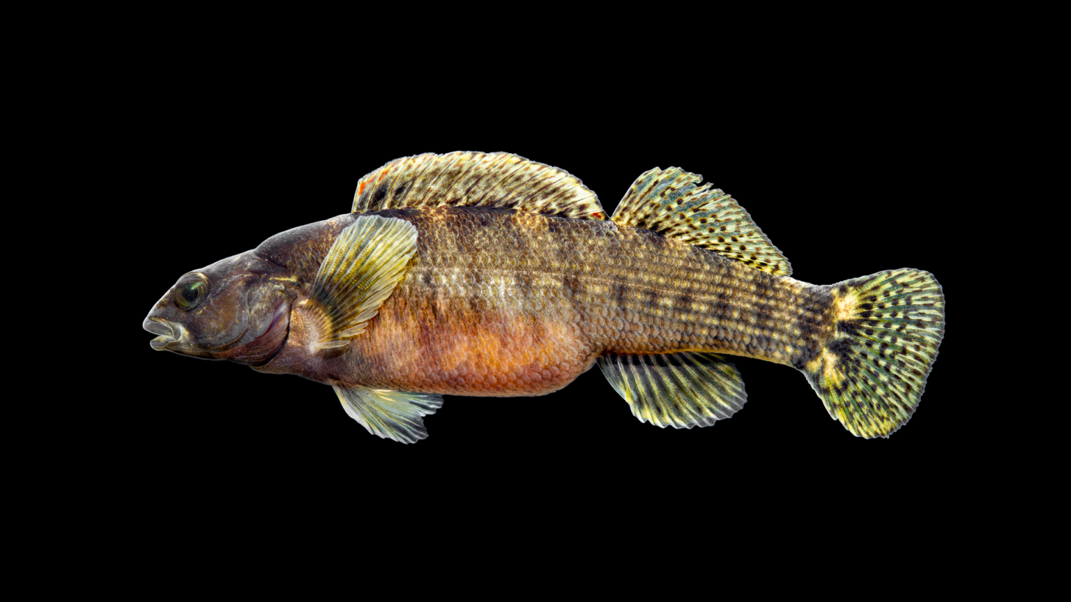 Nothonotus vulneratus » NCFishes.com
