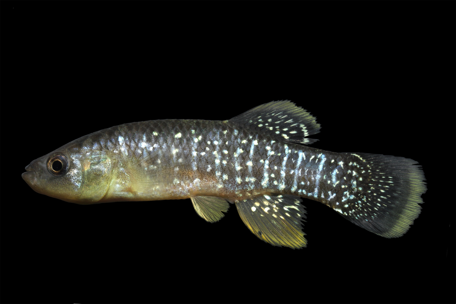Fundulus heteroclitus » NCFishes.com