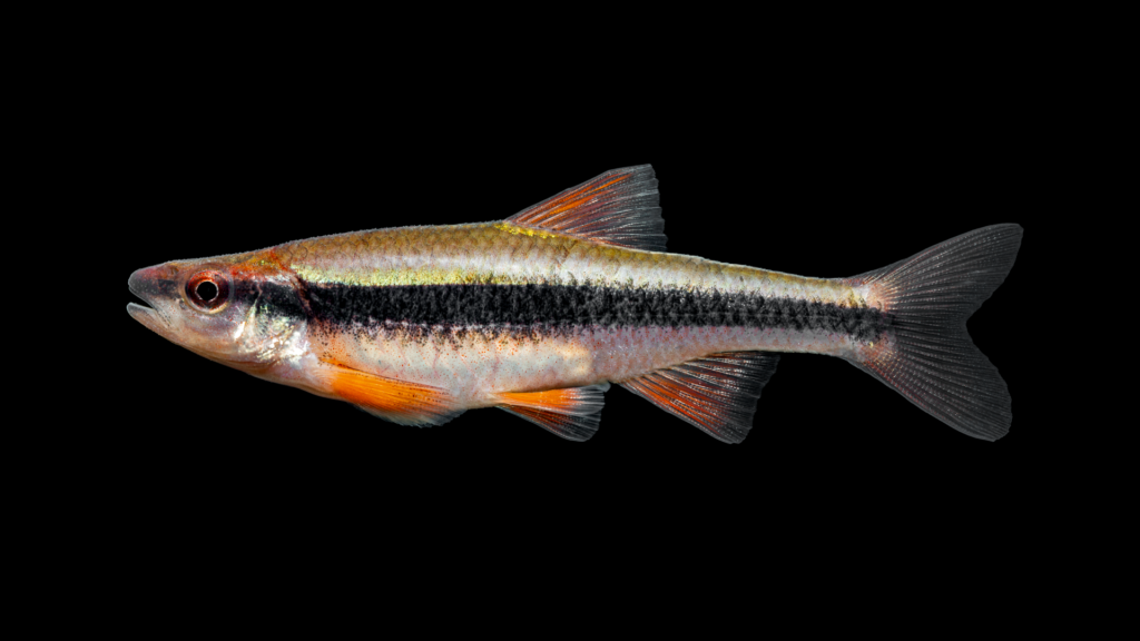 Hydrophlox lutipinnis » NCFishes.com