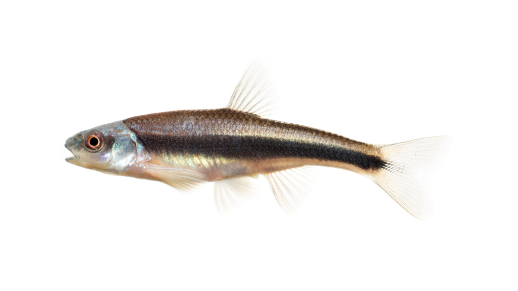 Hydrophlox sp. Piedmont Shiner » NCFishes.com