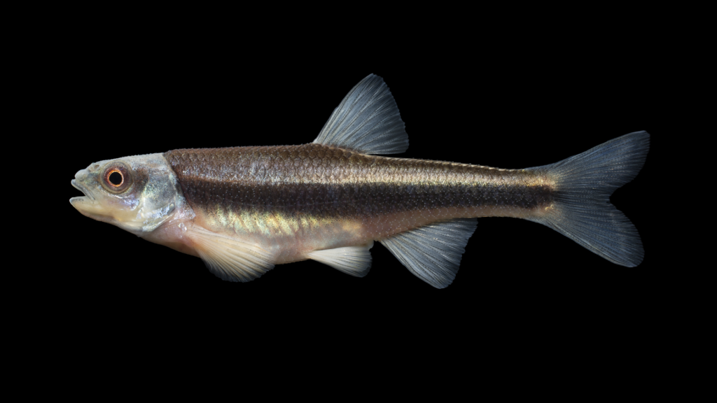 Hydrophlox sp. Piedmont Shiner » NCFishes.com