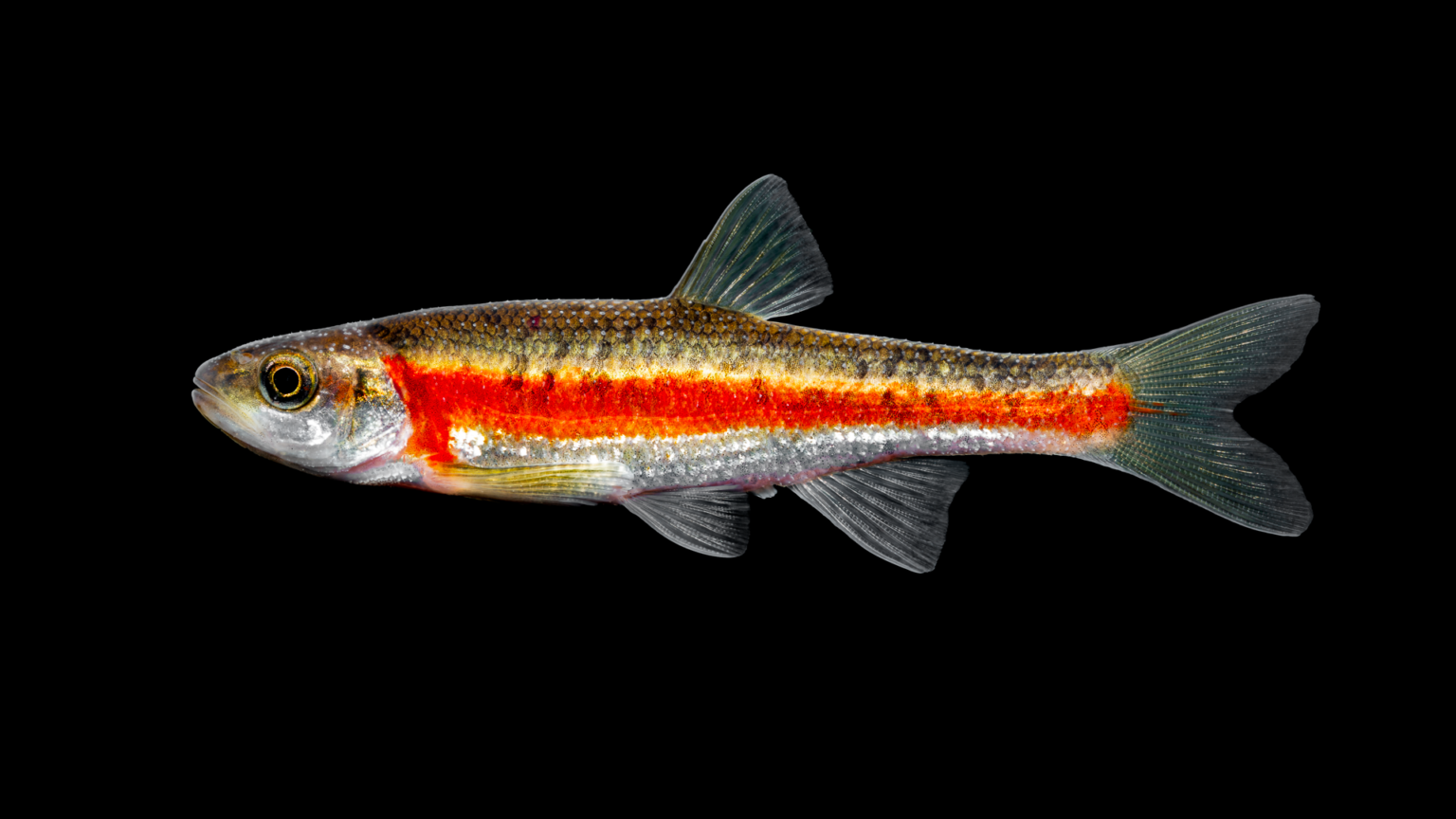 Clinostomus funduloides » NCFishes.com