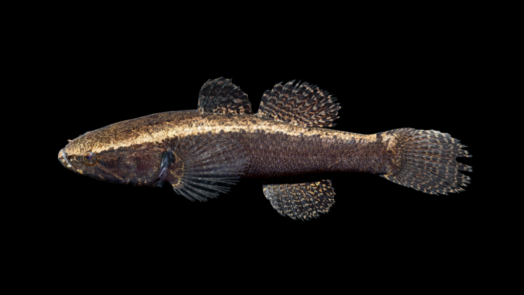 Eleotris amblyopsis » NCFishes.com