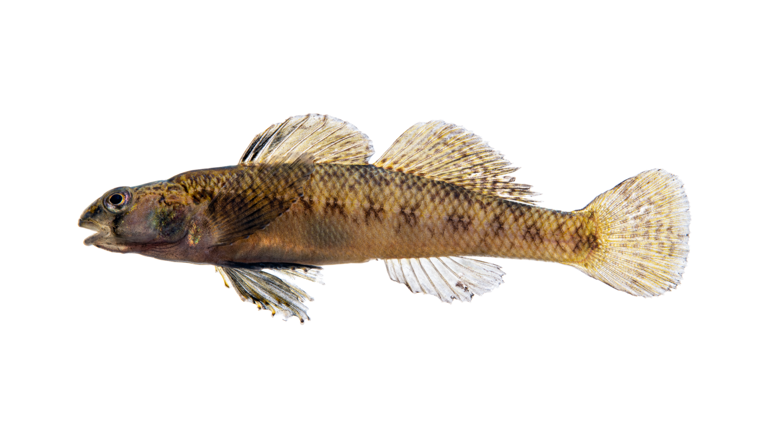 Etheostoma sp. cf. olmstedi » NCFishes.com