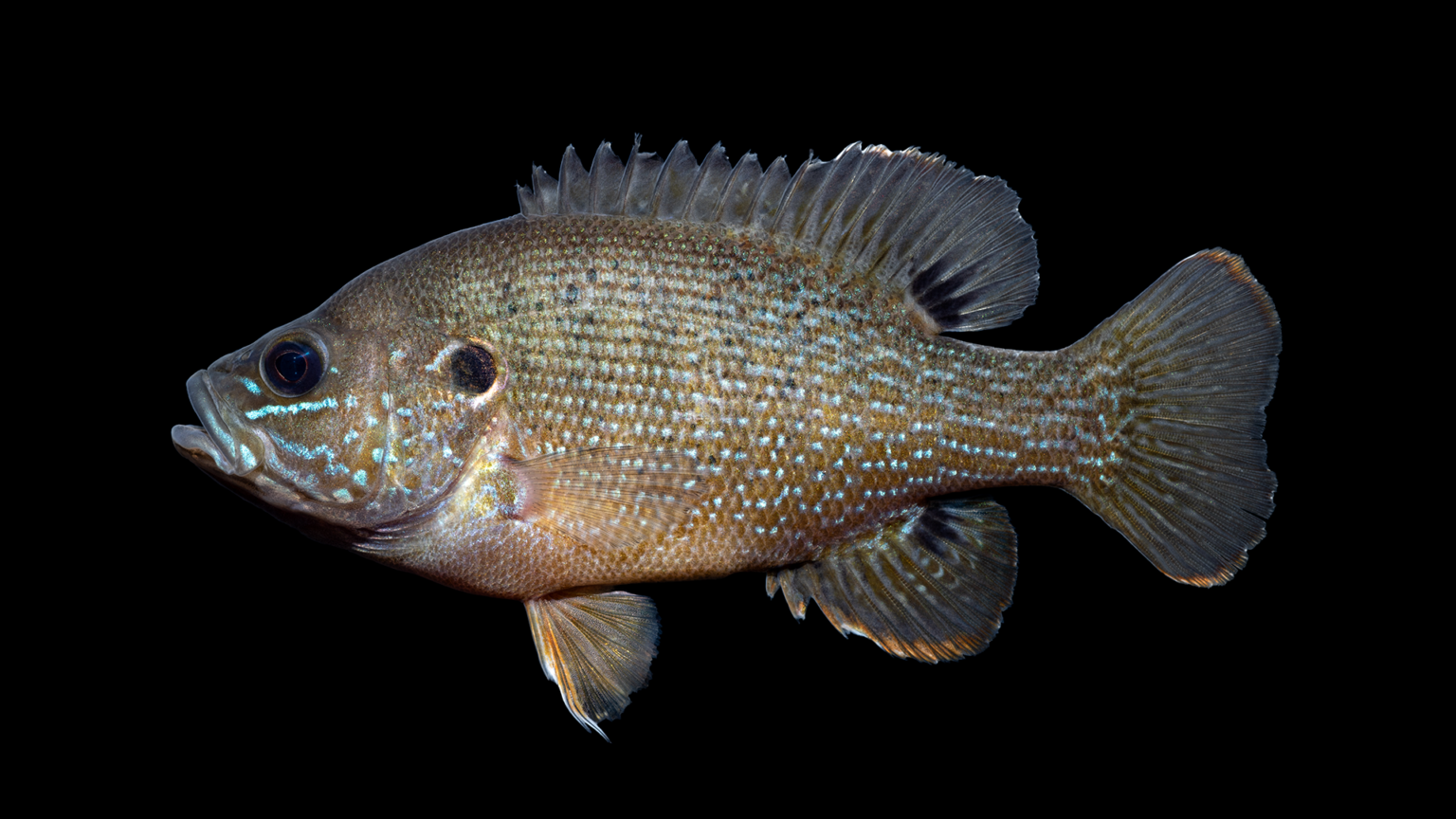 Lepomis cyanellus » NCFishes.com