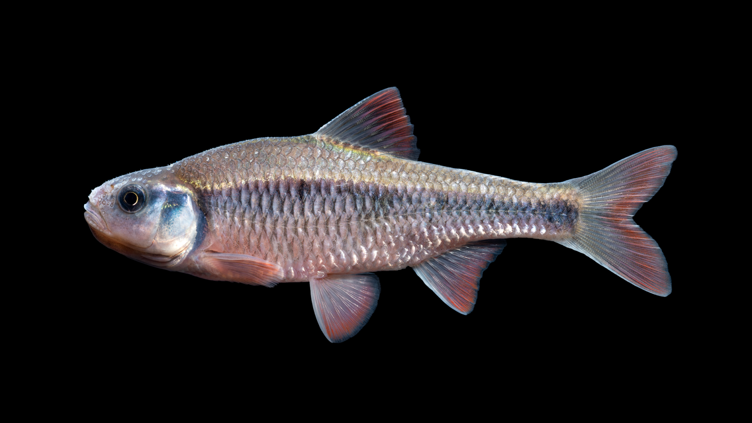 Luxilus cerasinus » NCFishes.com