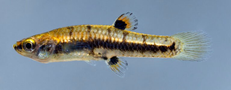 Heterandria formosa » NCFishes.com