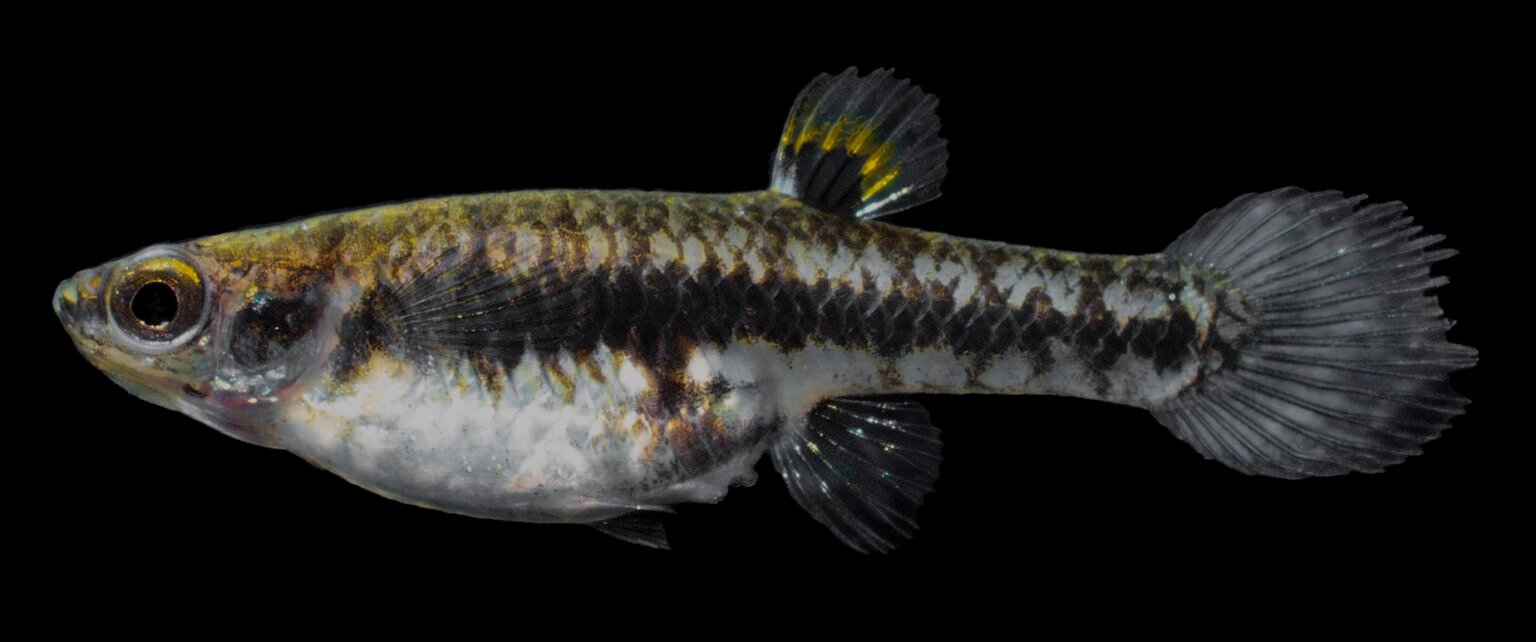 Heterandria formosa » NCFishes.com