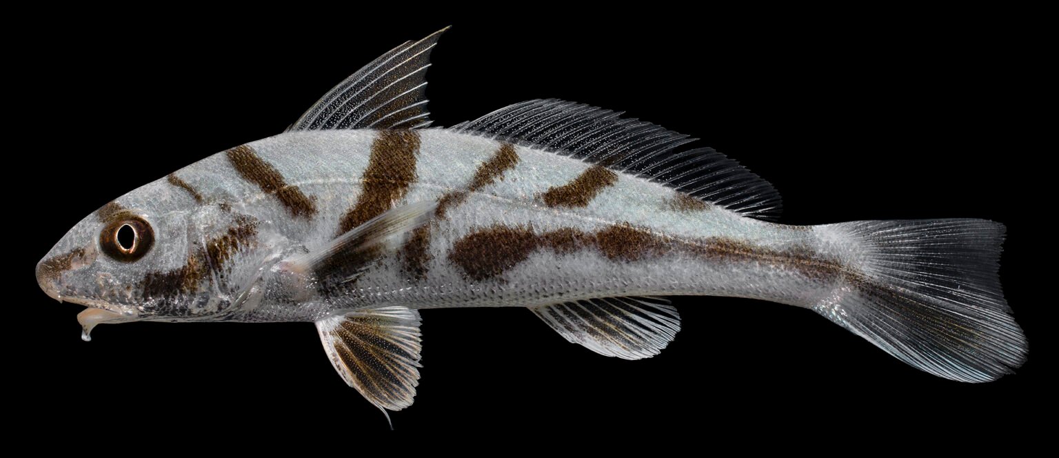Menticirrhus saxatilis » NCFishes.com