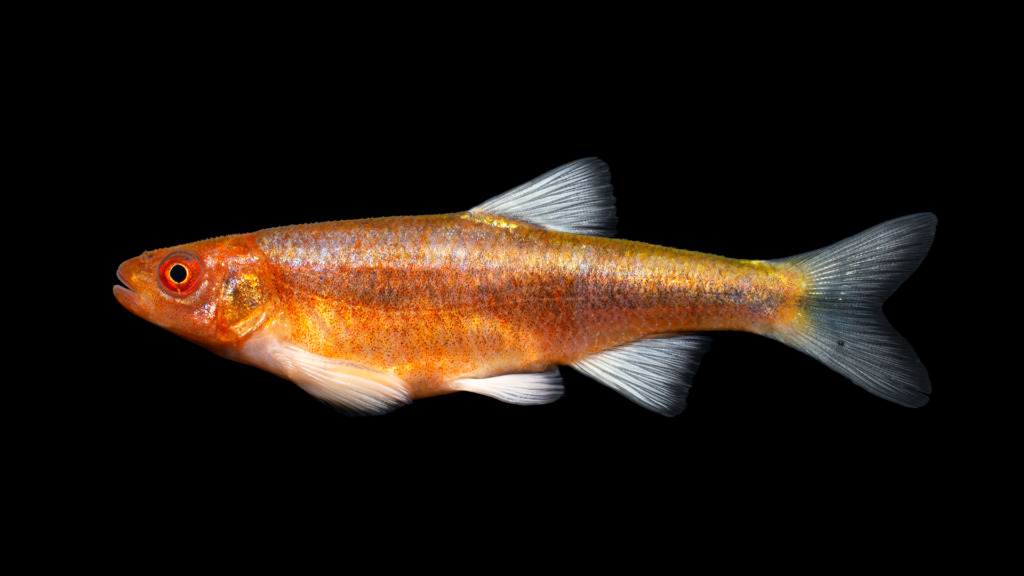 Hydrophlox chlorocephalus » NCFishes.com