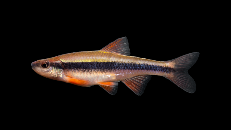 Hydrophlox lutipinnis » NCFishes.com