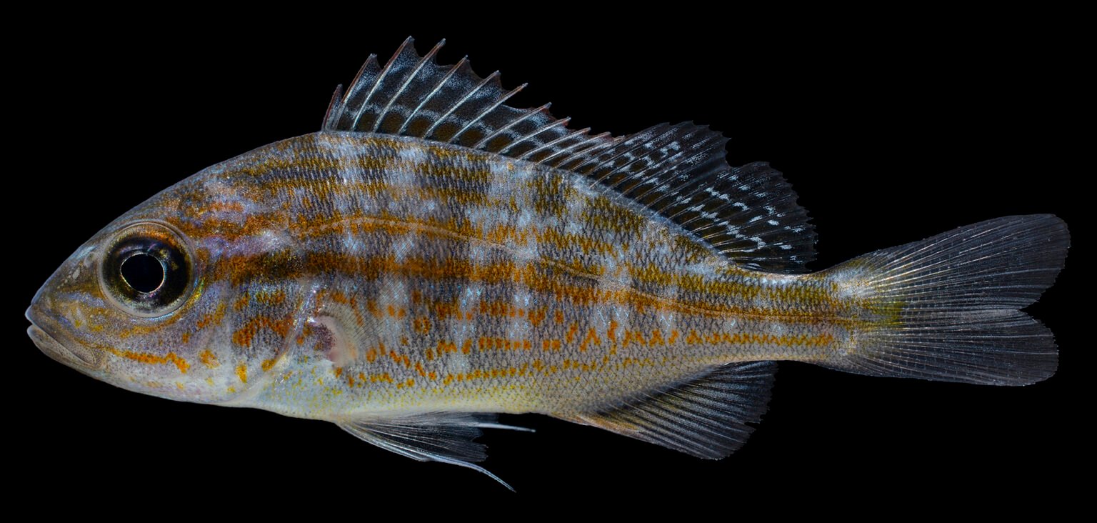 Orthopristis chrysoptera » NCFishes.com