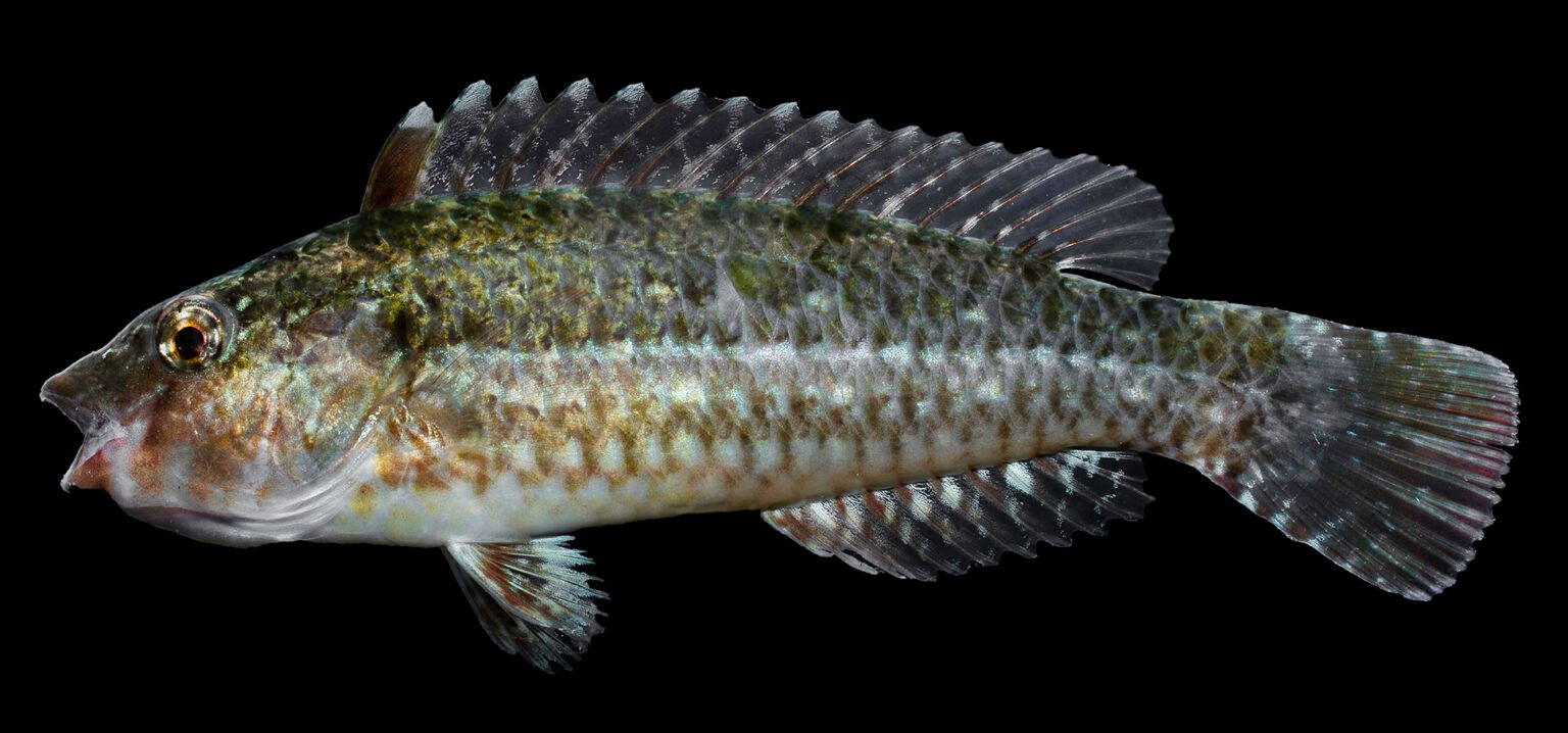 Nicholsina usta » NCFishes.com
