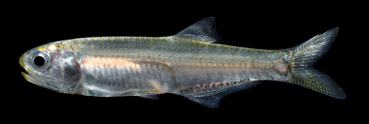 Anchoa mitchilli » NCFishes.com