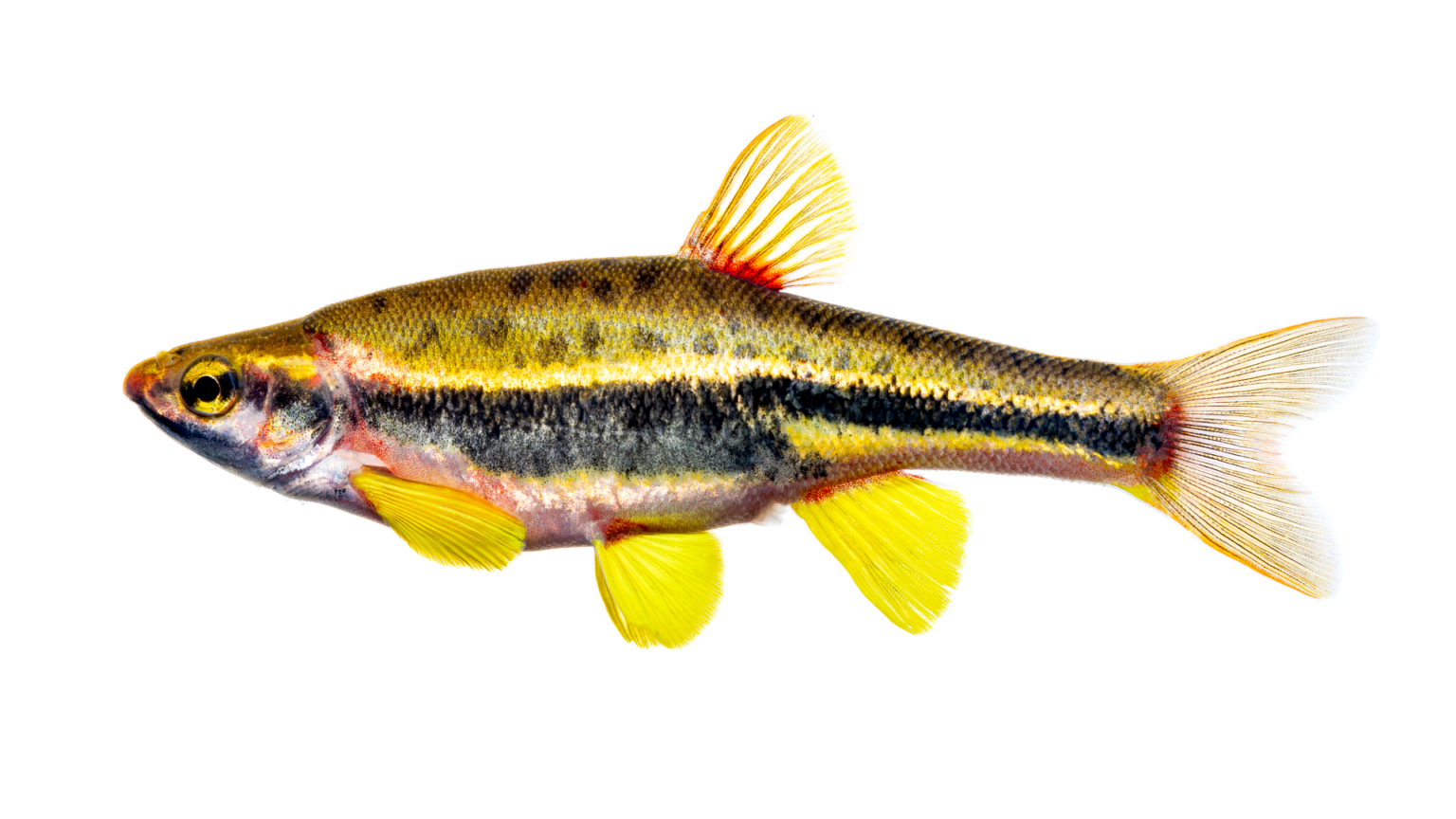 Chrosomus oreas » NCFishes.com