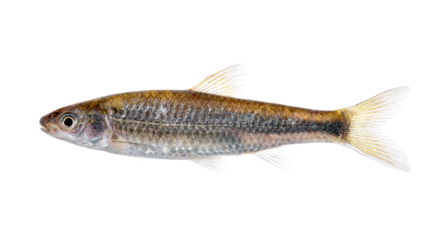 Hybognathus regius » NCFishes.com