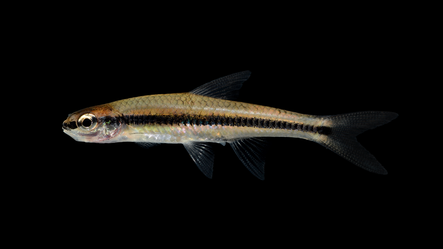 Notropis bifrenatus » NCFishes.com