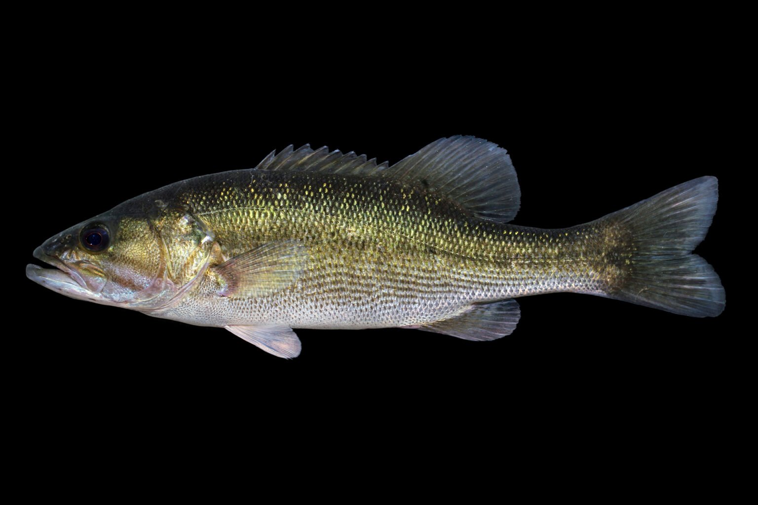 Micropterus salmoides » NCFishes.com