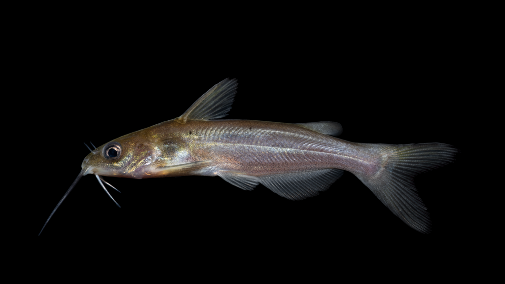 Ictalurus punctatus » NCFishes.com