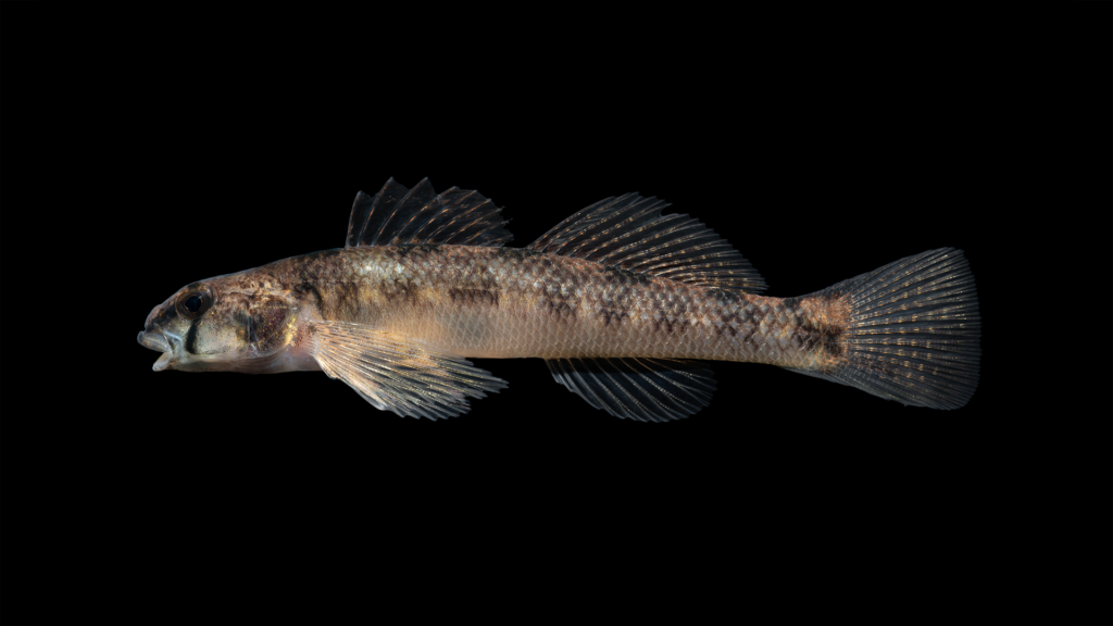 Etheostoma maculaticeps » NCFishes.com