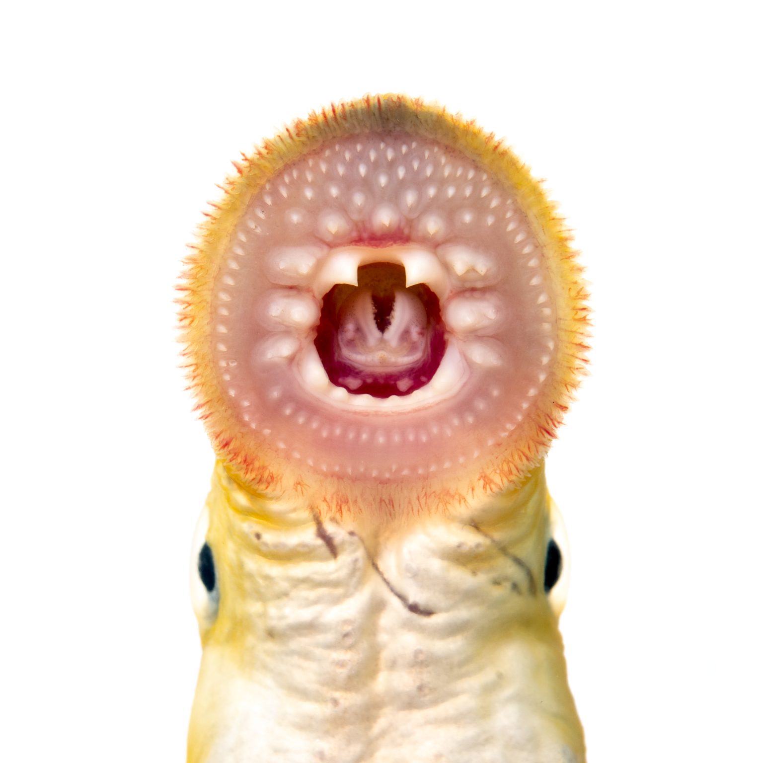 Ichthyomyzon bdellium » NCFishes.com