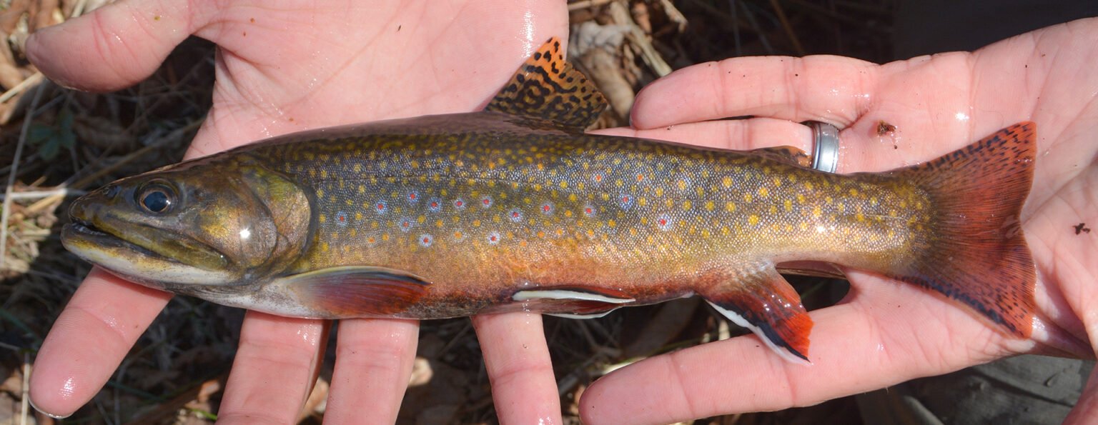 Salvelinus fontinalis » NCFishes.com