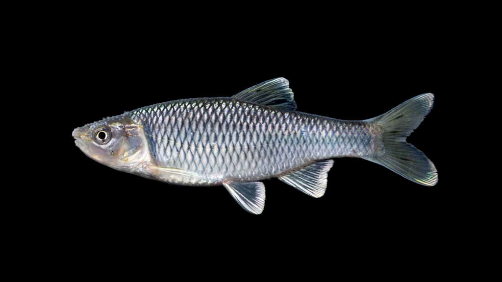 Cyprinella analostana » NCFishes.com