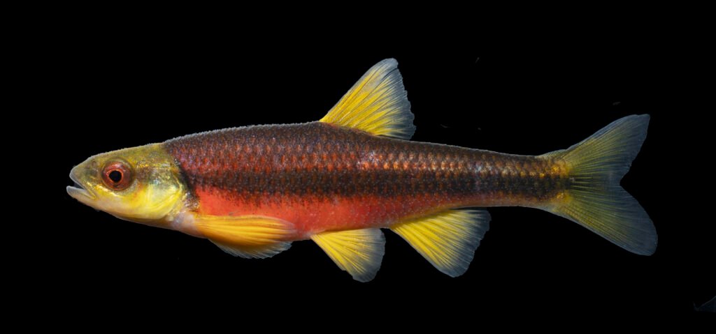 Hydrophlox sp. Piedmont Shiner » NCFishes.com