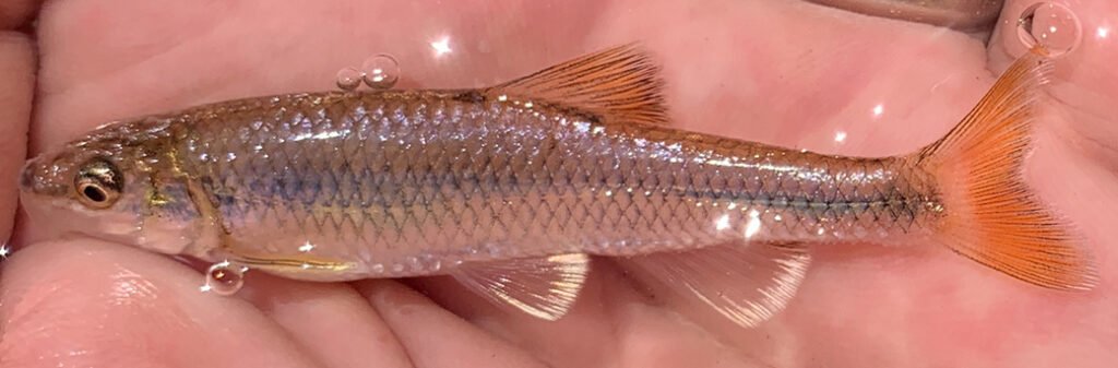 Cyprinella zanema » NCFishes.com