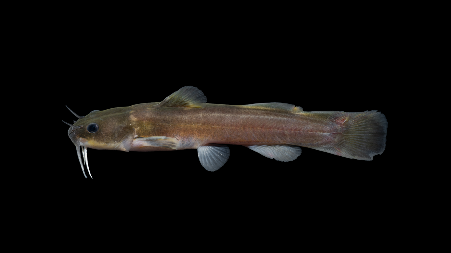 Noturus flavus » NCFishes.com