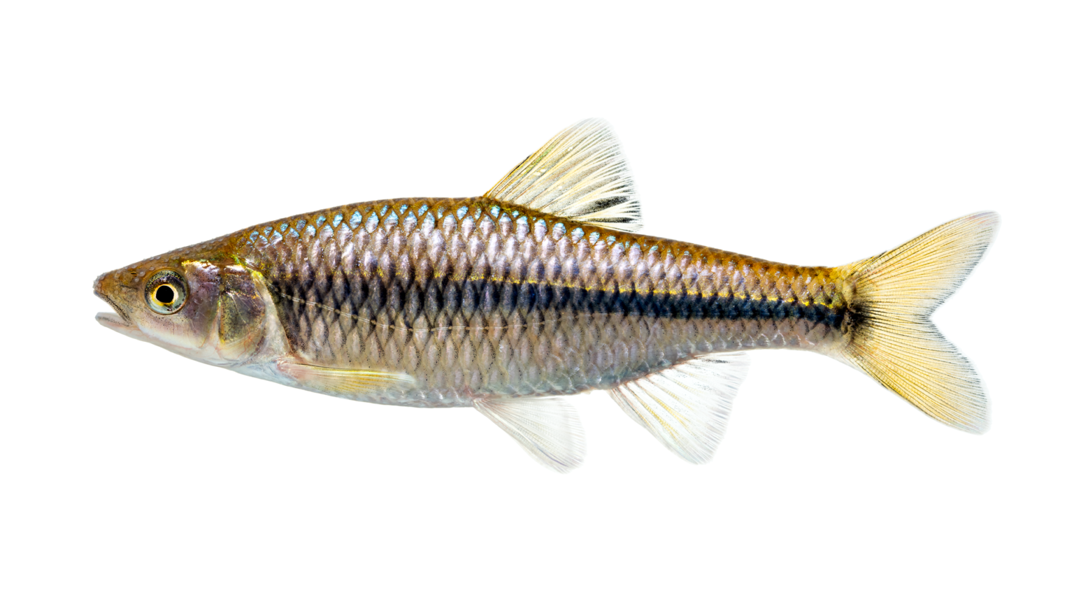 Cyprinella chloristia » NCFishes.com