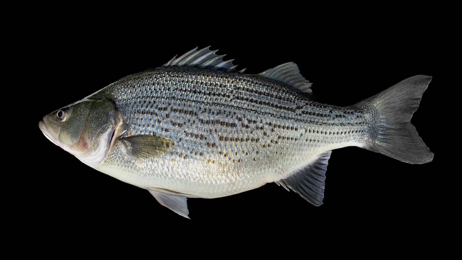 Morone saxatilis » NCFishes.com