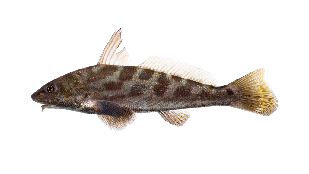 Menticirrhus americanus » NCFishes.com