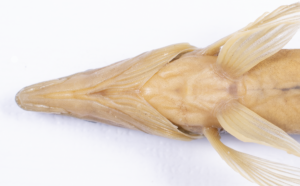 Percina oxyrhynchus » NCFishes.com