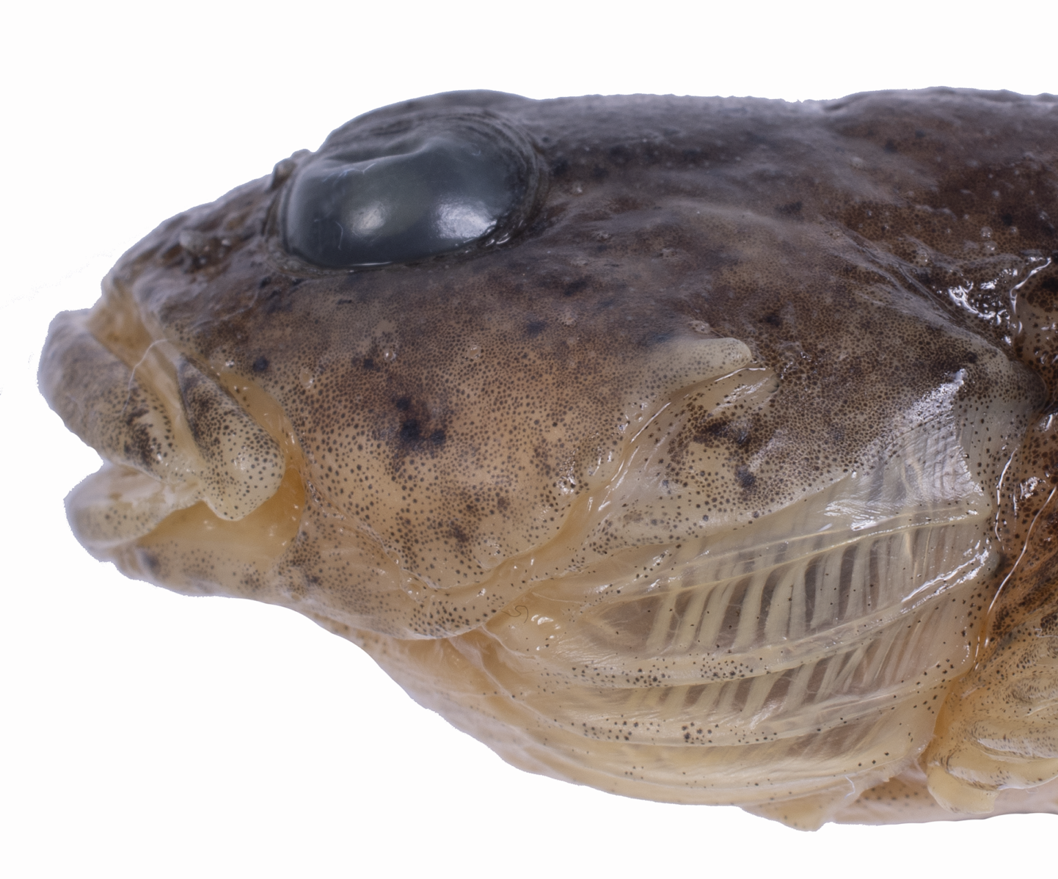 Cottus carolinae » NCFishes.com