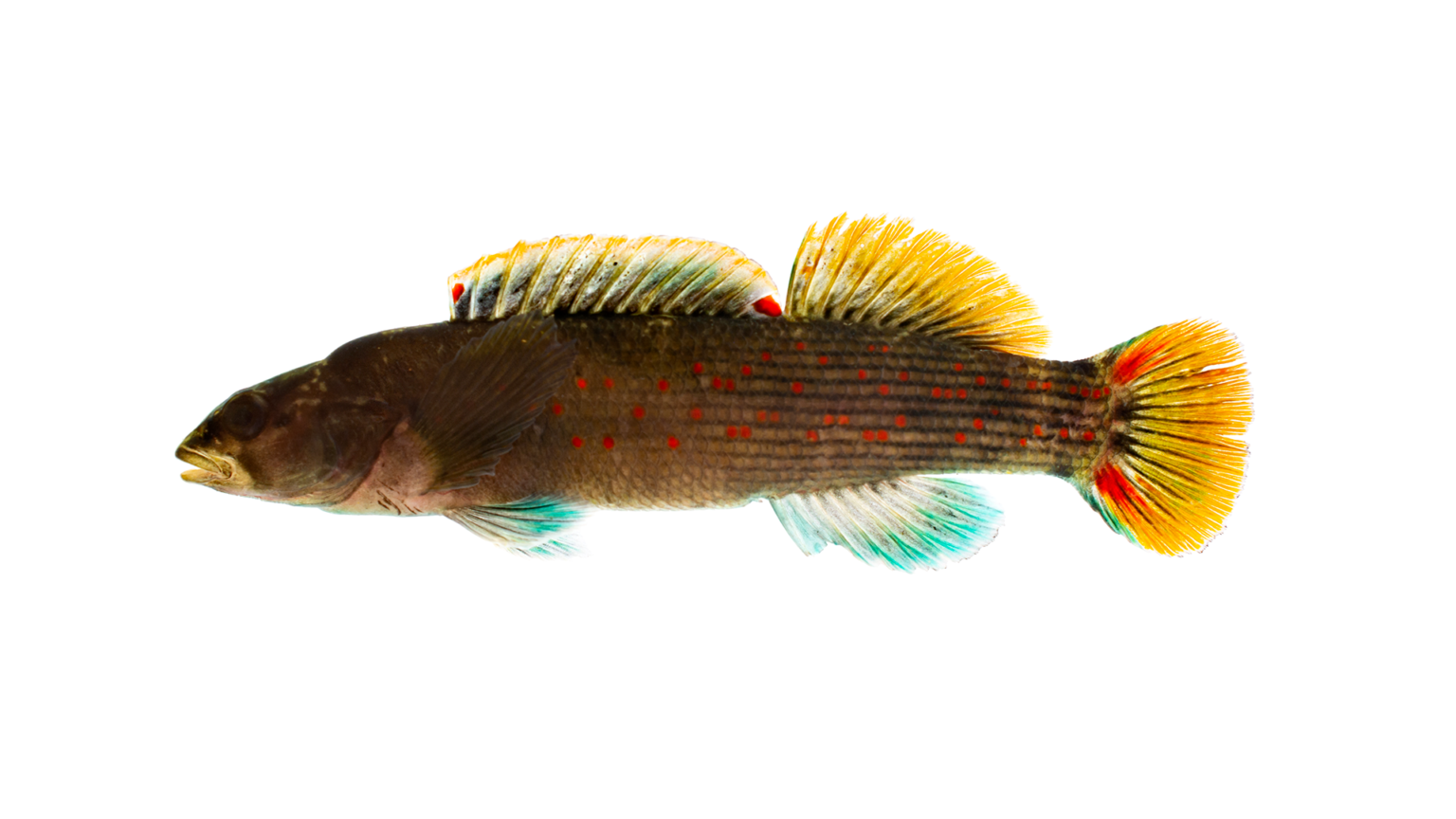 Nothonotus vulneratus » NCFishes.com