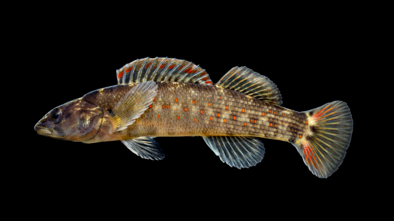 Nothonotus vulneratus » NCFishes.com
