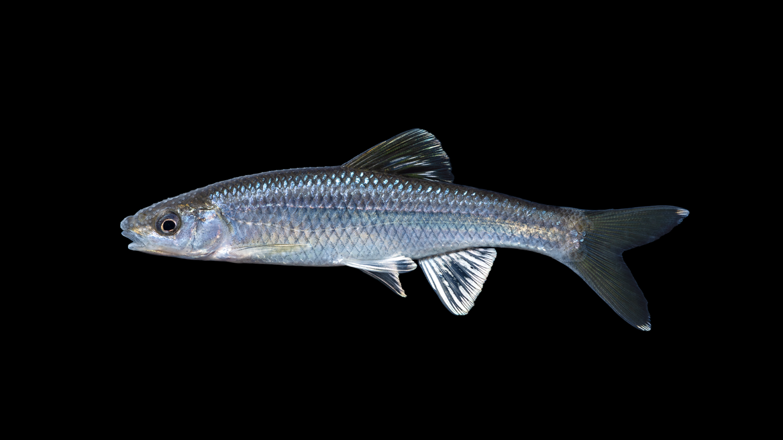 Cyprinella nivea » NCFishes.com